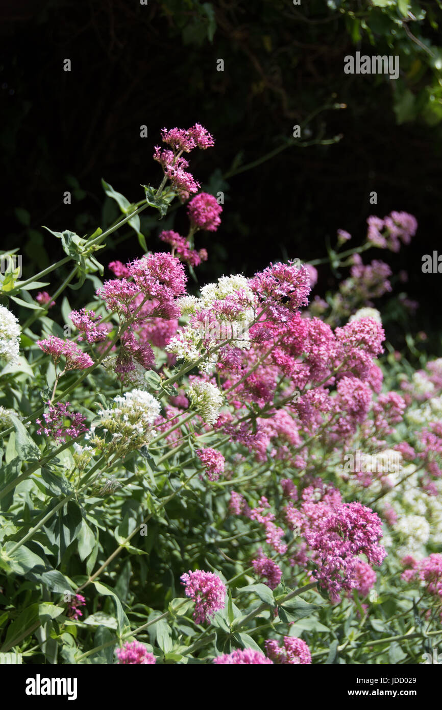 Pretty betsy hi-res stock photography and images - Alamy