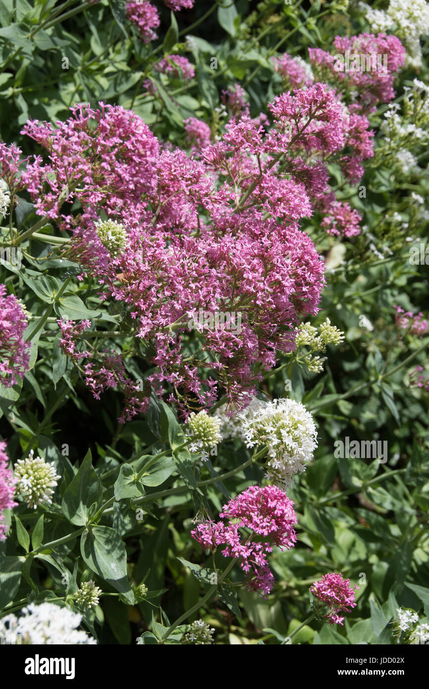 Pretty betsy hi-res stock photography and images - Alamy