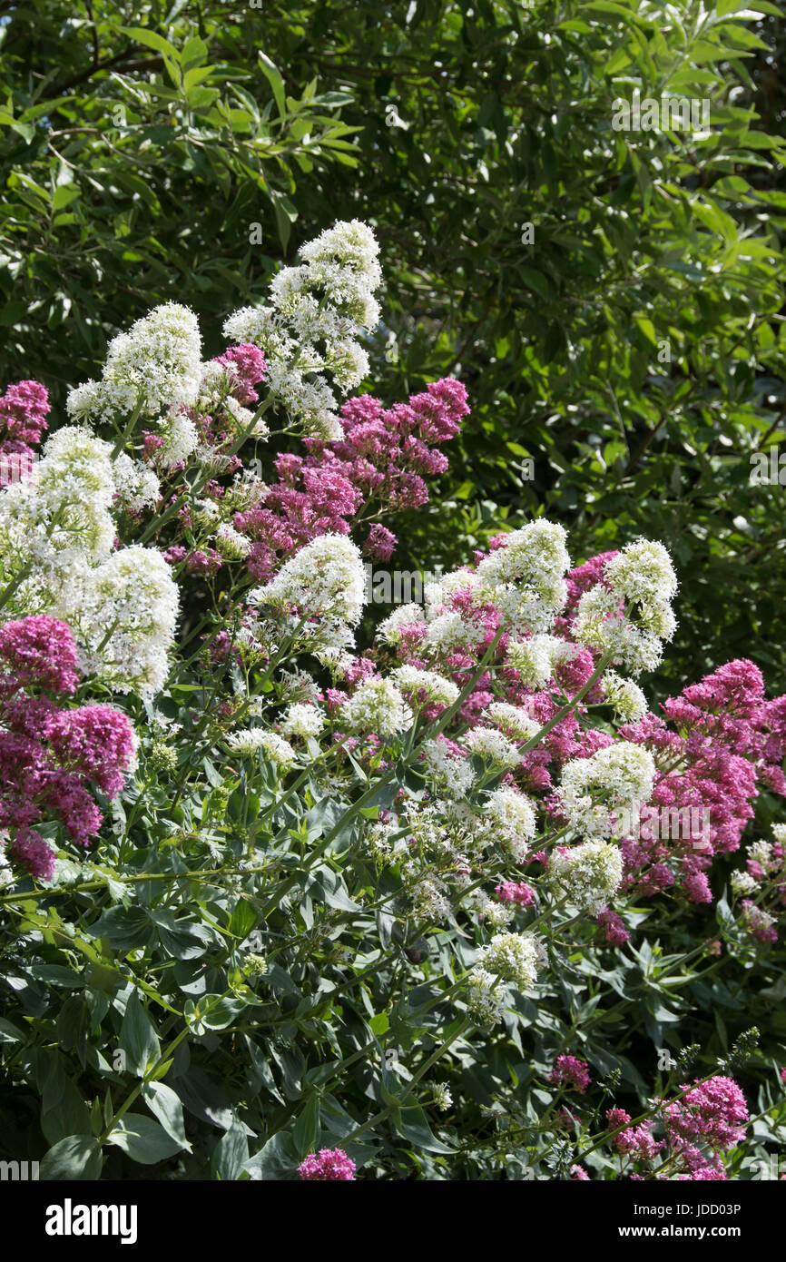 Pretty betsy hi-res stock photography and images - Alamy