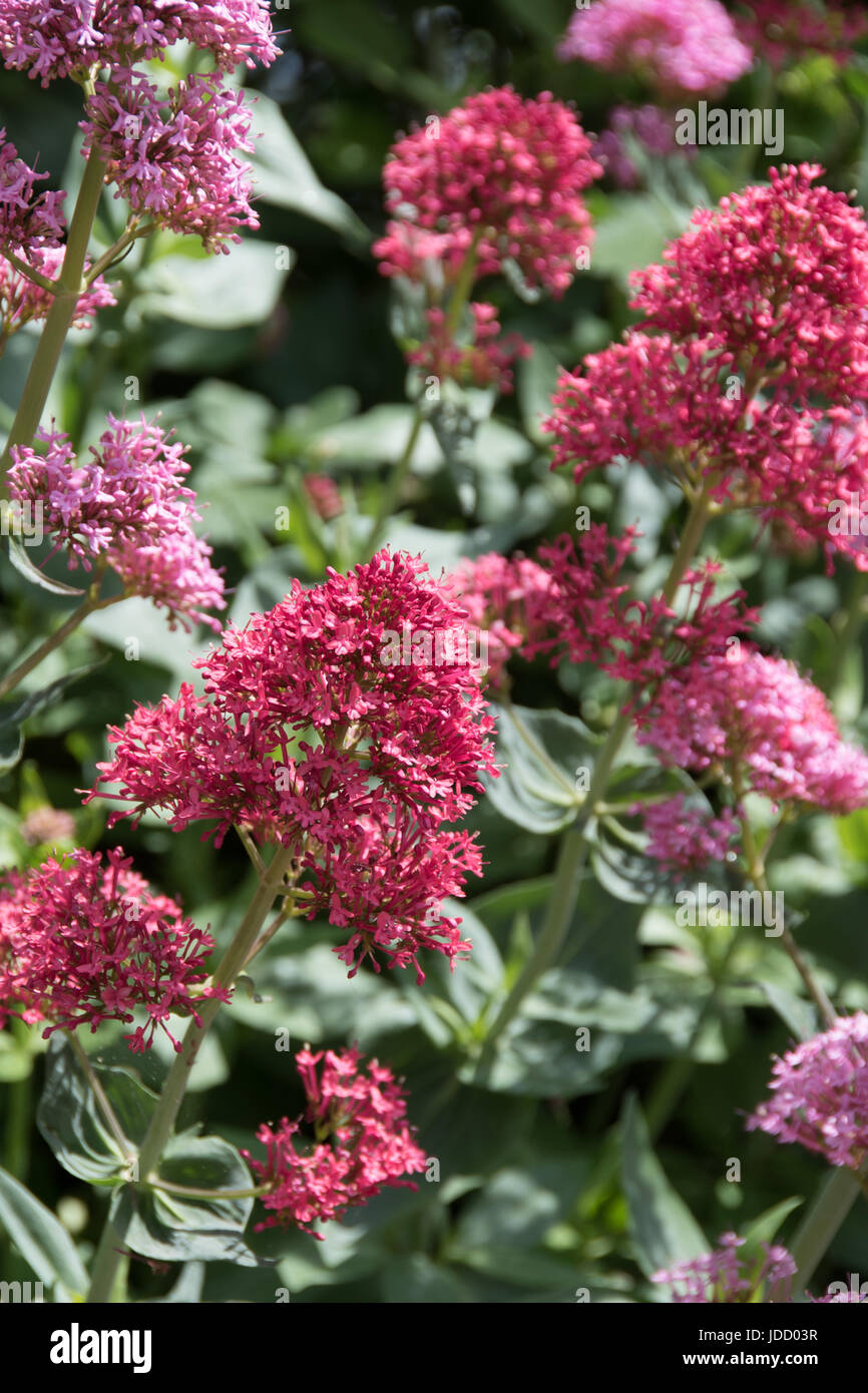 Pretty betsy hi-res stock photography and images - Alamy