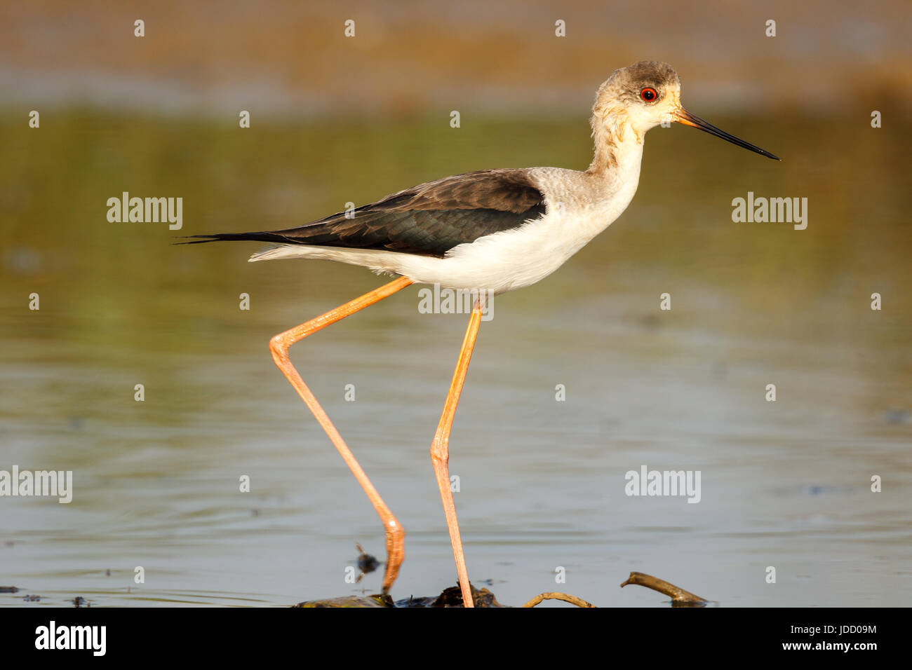 The black-winged stilt, common stilt, or pied stilt is a widely ...