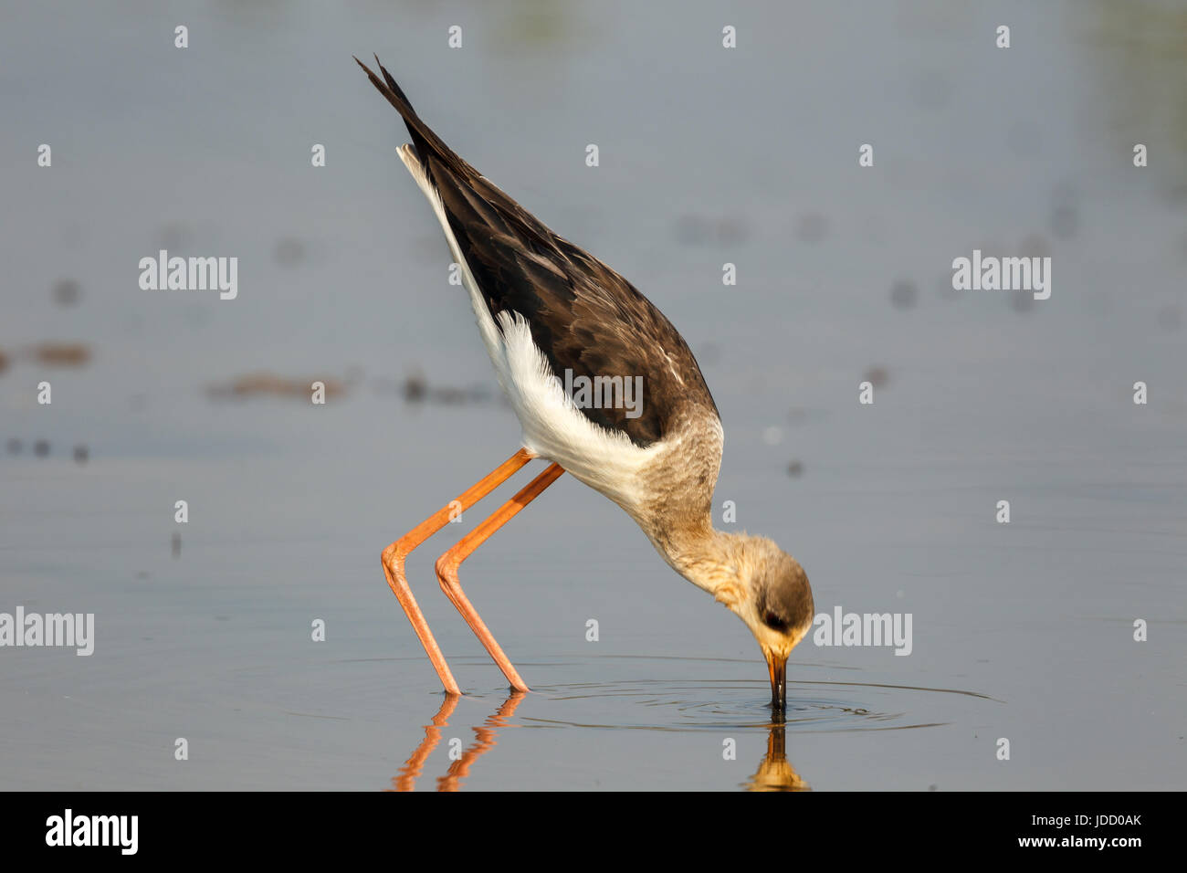 The black-winged stilt, common stilt, or pied stilt is a widely ...