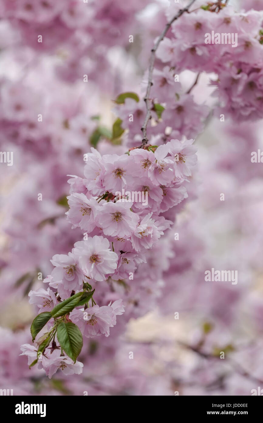 A branch flowering Sakura closeup Stock Photo - Alamy