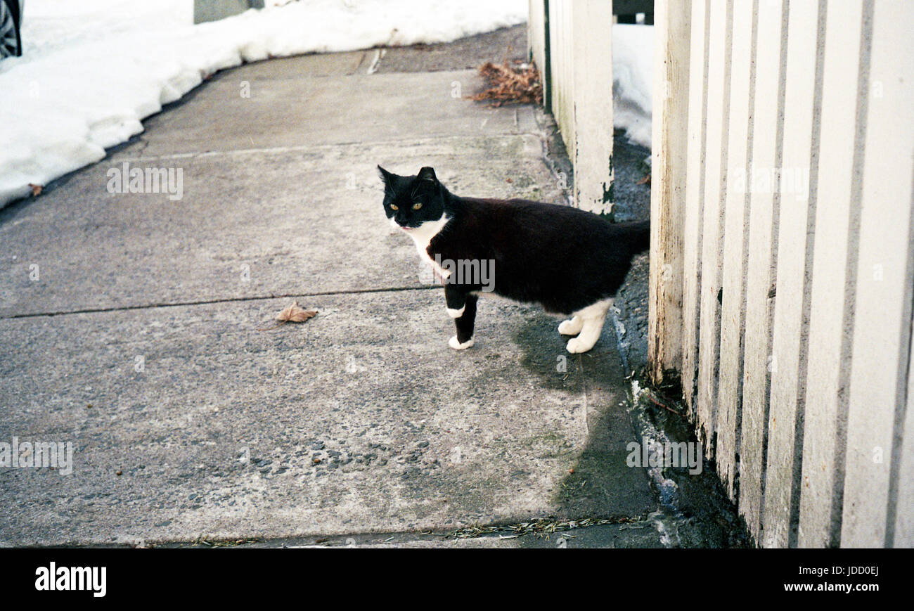 Nyc cat hi-res stock photography and images - Alamy