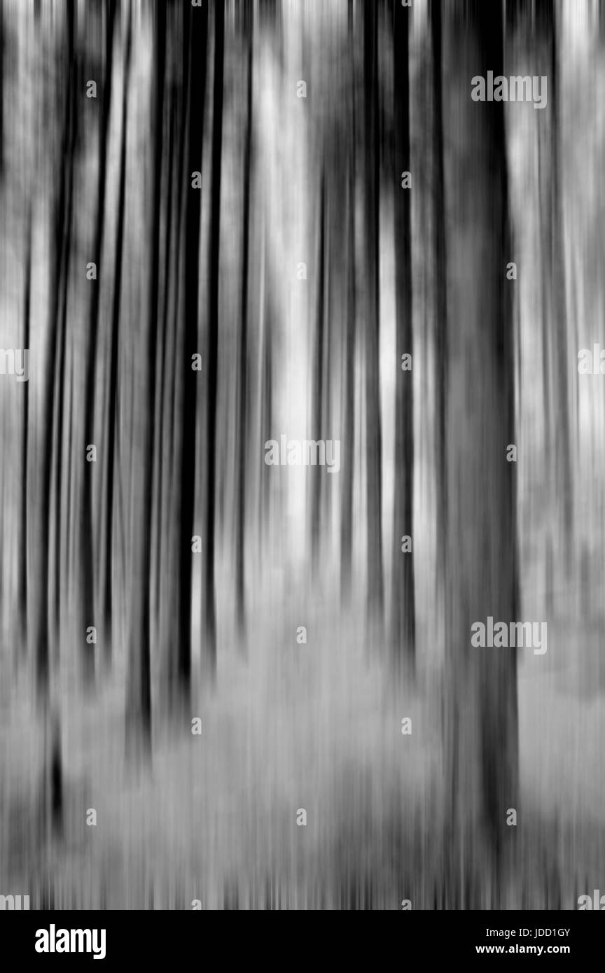 Woodland path hi-res stock photography and images - Alamy