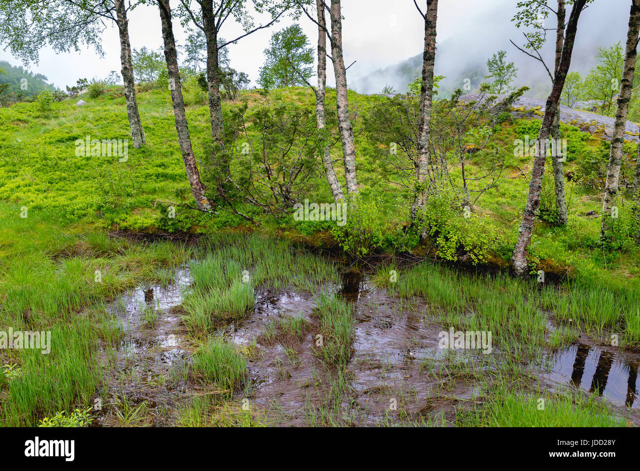Surface water puddle in a forest in the hinterland of Norway Stock ...