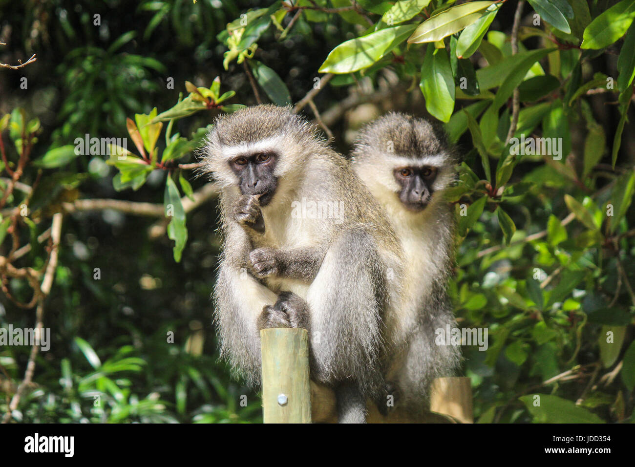 Velvet monkey hi-res stock photography and images - Alamy