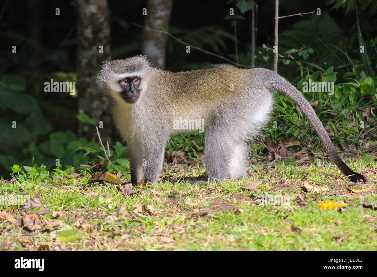Velvet monkey in South Africa Stock Photo - Alamy