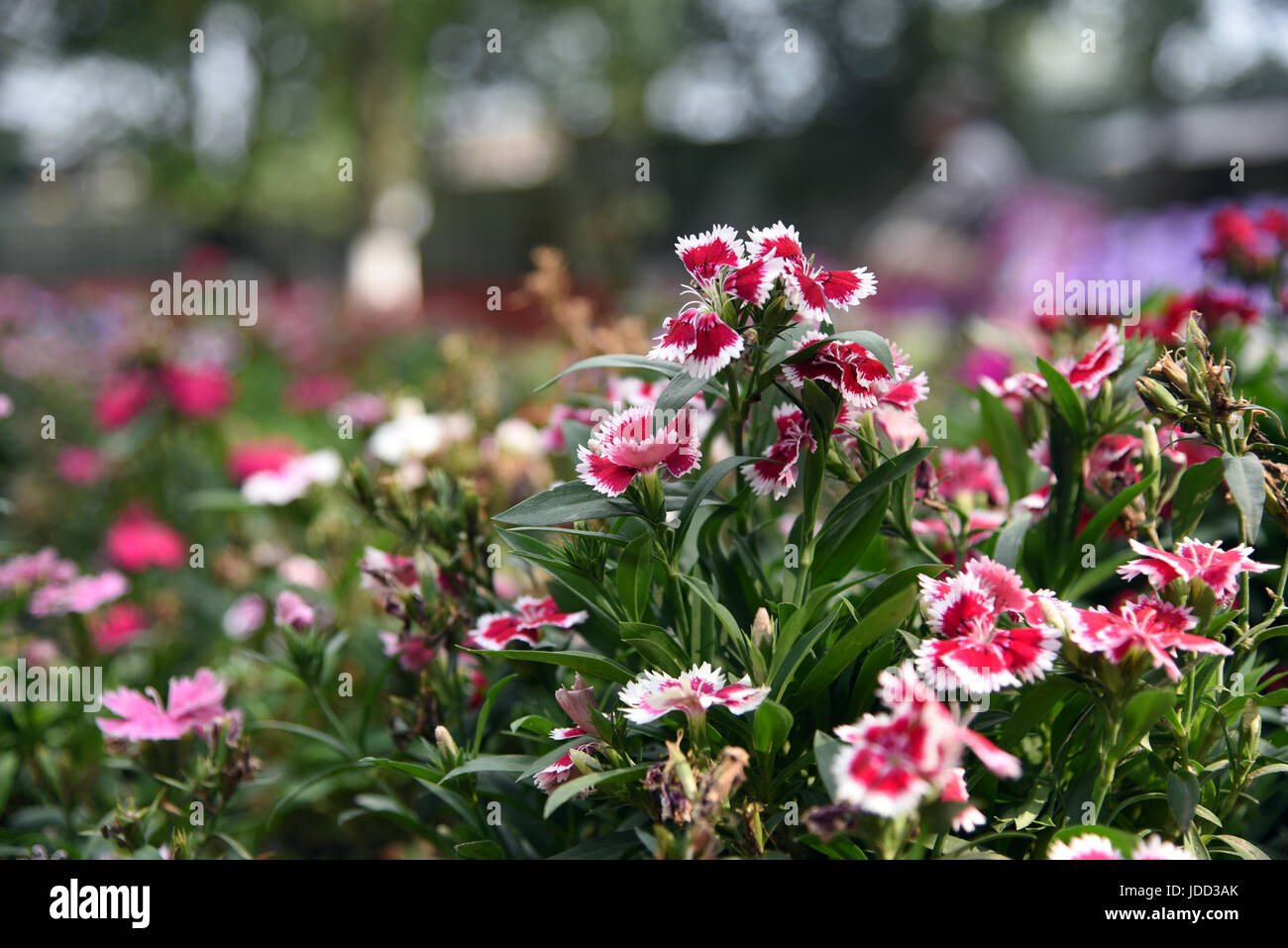 Unplucked flower hi-res stock photography and images - Alamy