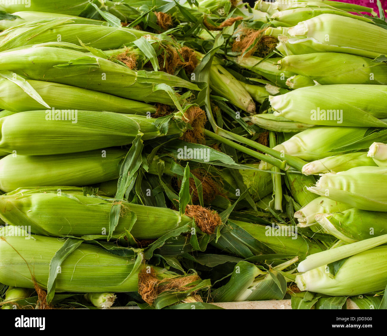 Ears of fresh sweet corn on display at the farm market Stock Photo - Alamy