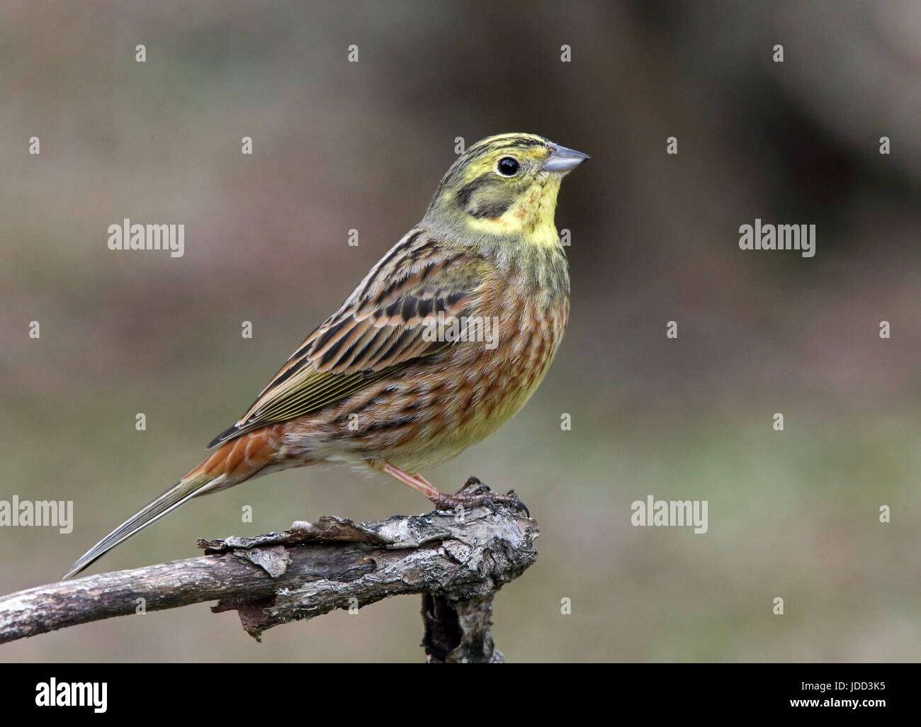 Yellowhammer close up hi-res stock photography and images - Alamy