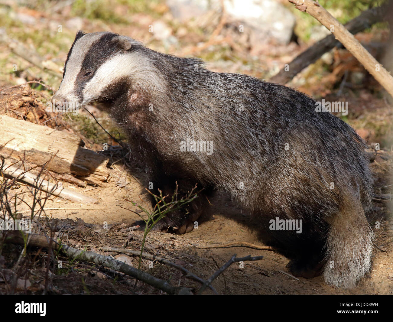 Gravling hi-res stock photography and images - Alamy