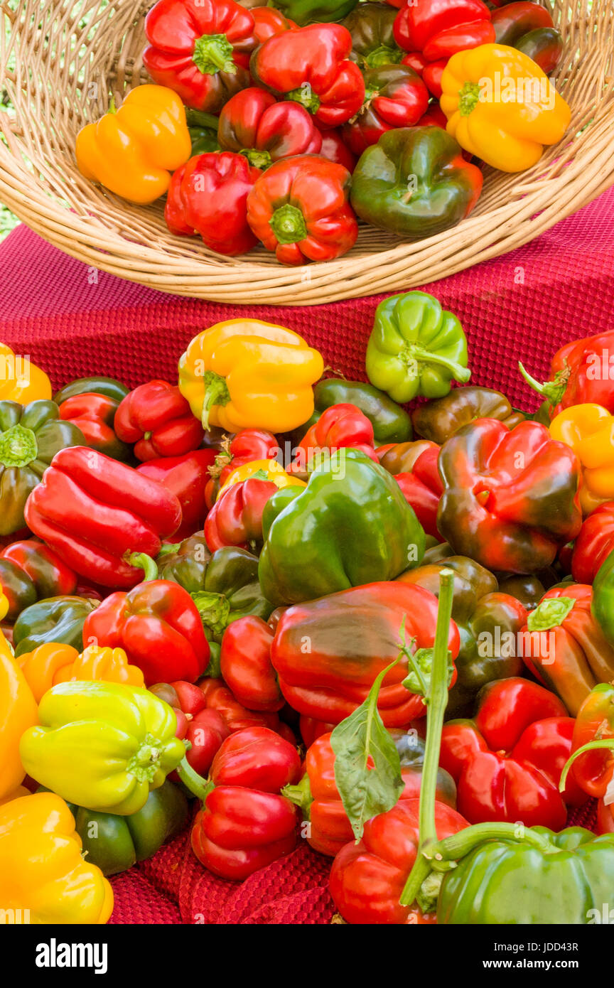 Bell peppers harvest hi-res stock photography and images - Alamy