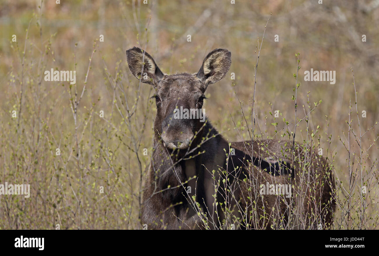 European Elk, Alces alces in leaf budding Stock Photo - Alamy
