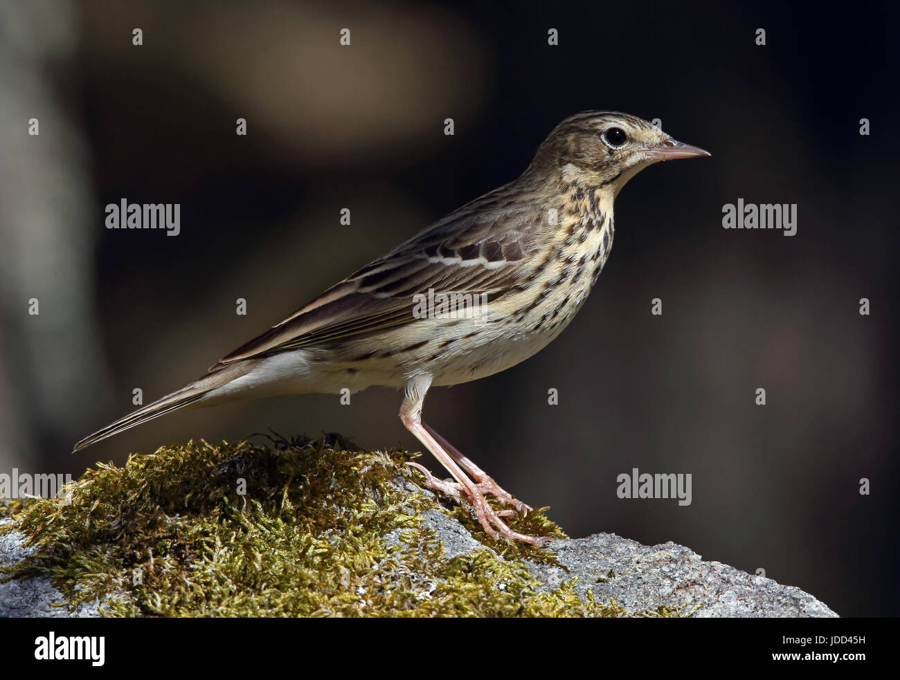 Tree pipit spring hi-res stock photography and images - Alamy