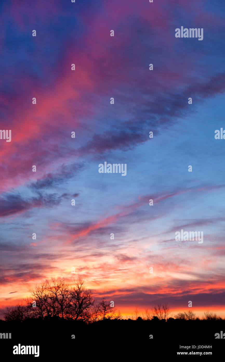 Trees silhouettes and the sunset in Spring Stock Photo - Alamy