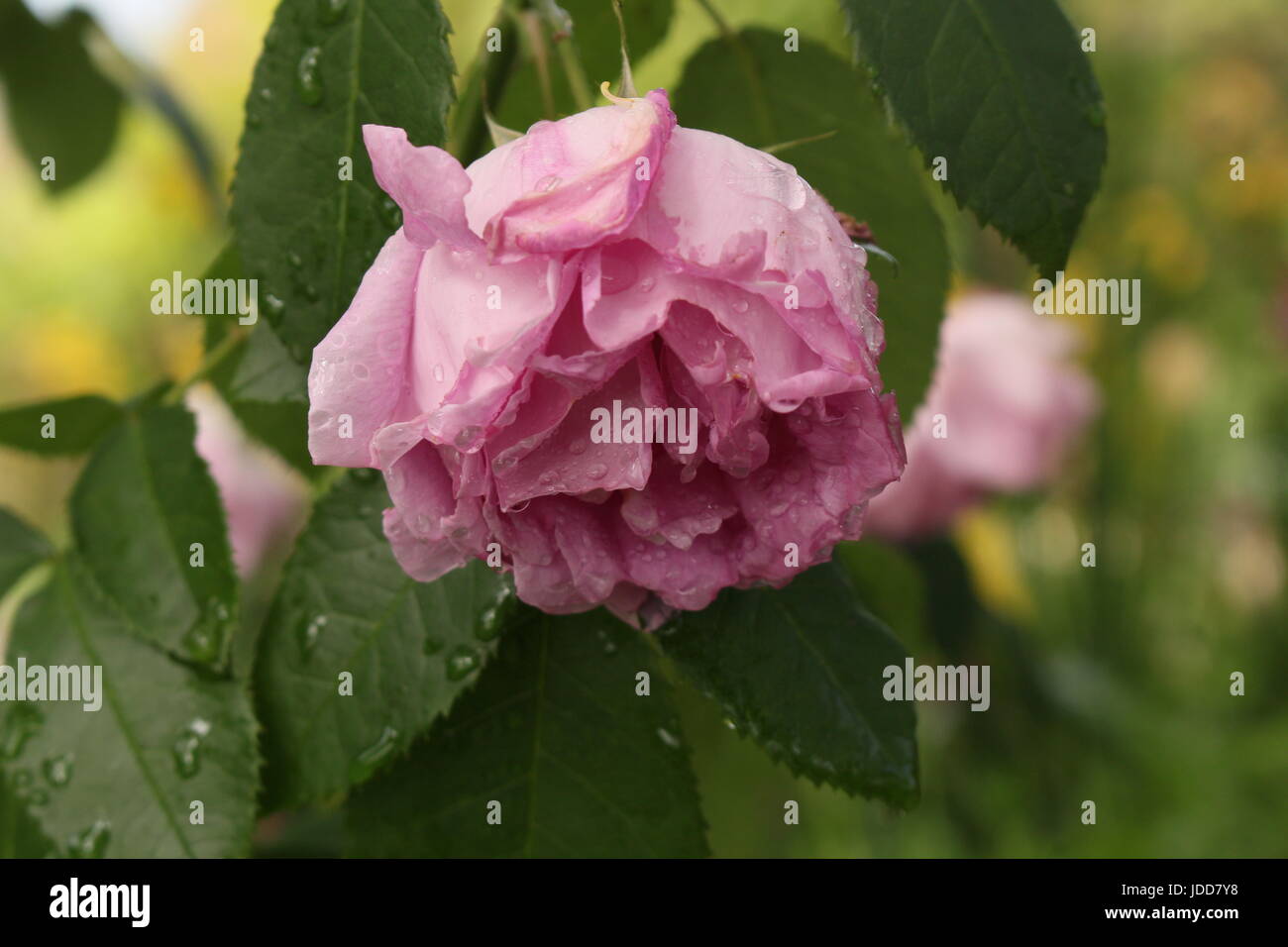 Wet Pink Single Rose Stock Photo - Alamy