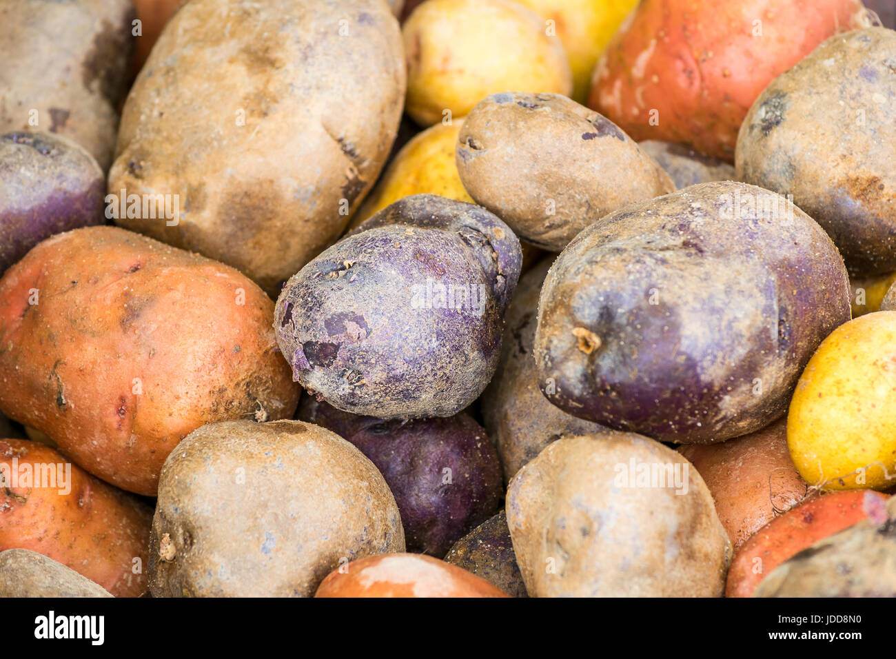 Freshly field picked red, white, and blue potatoes Stock Photo - Alamy