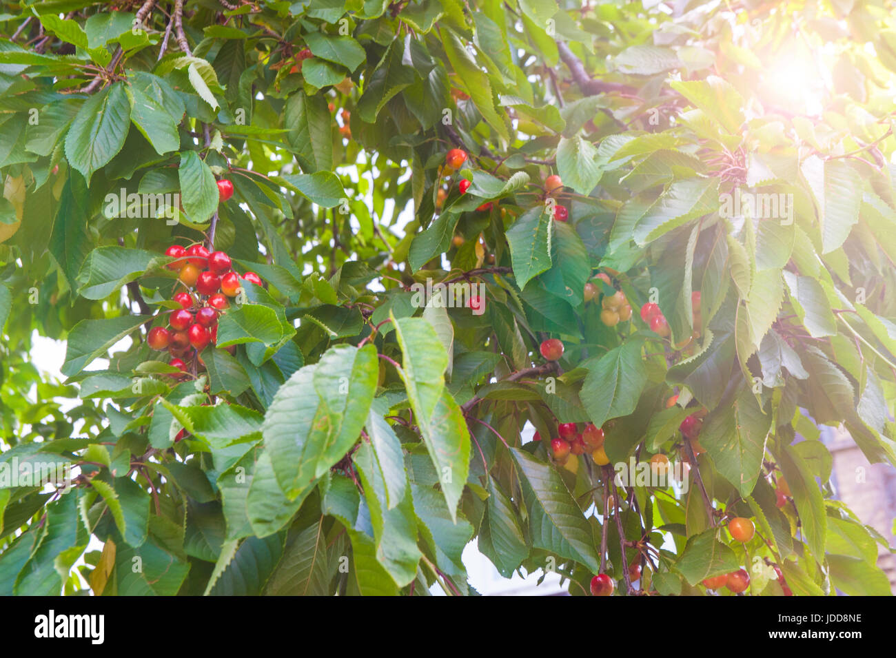 Flare sunshine hi-res stock photography and images - Alamy