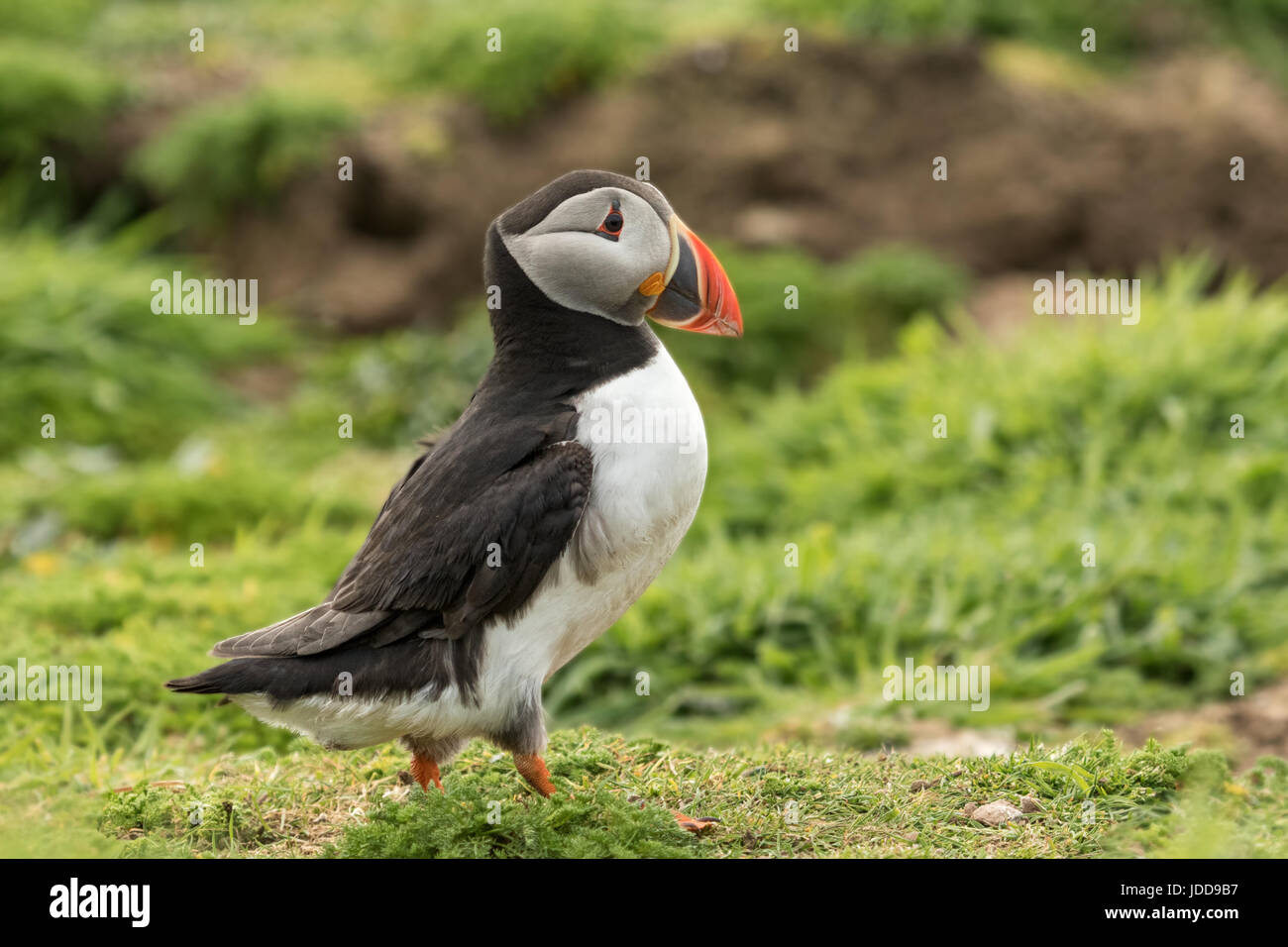 Take a walk in nature hi-res stock photography and images - Alamy