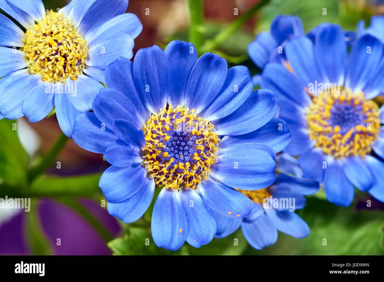 Senecio - blue flowers decorative Stock Photo - Alamy
