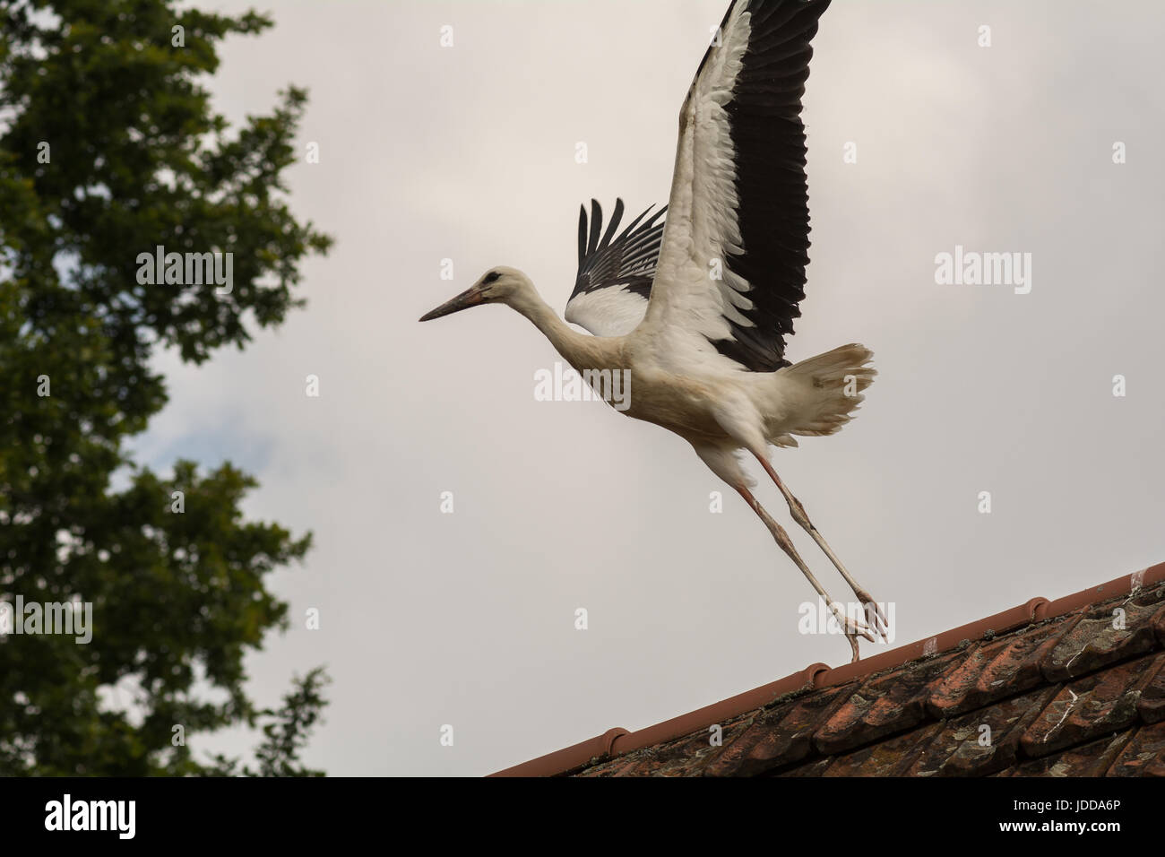 White stork flying hi-res stock photography and images - Alamy