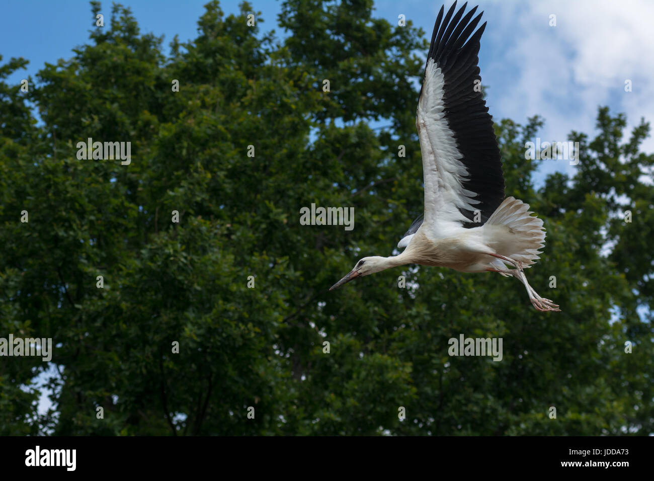 White stork flying Stock Photo - Alamy