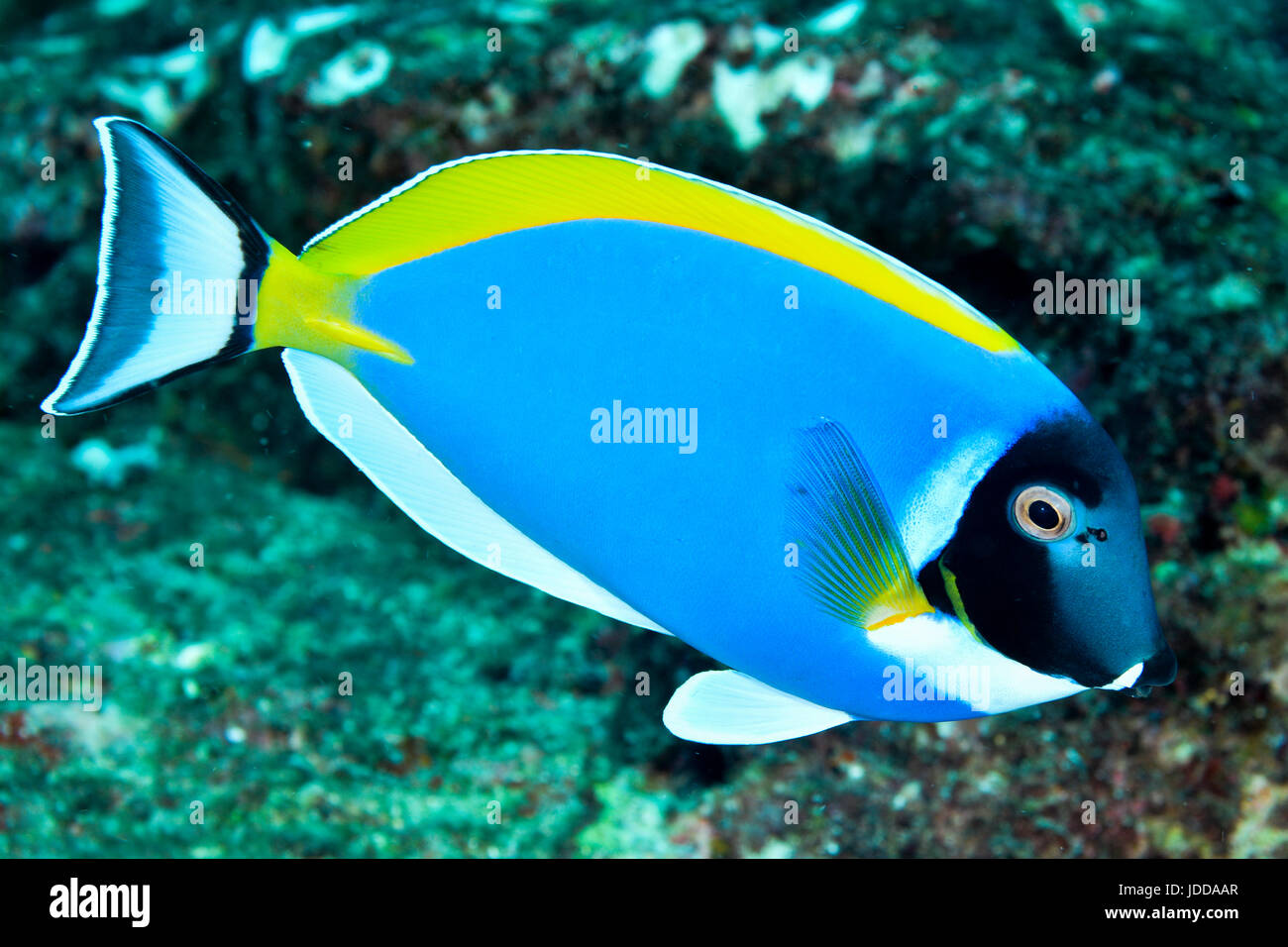 Blue surgeon fish hi-res stock photography and images - Alamy