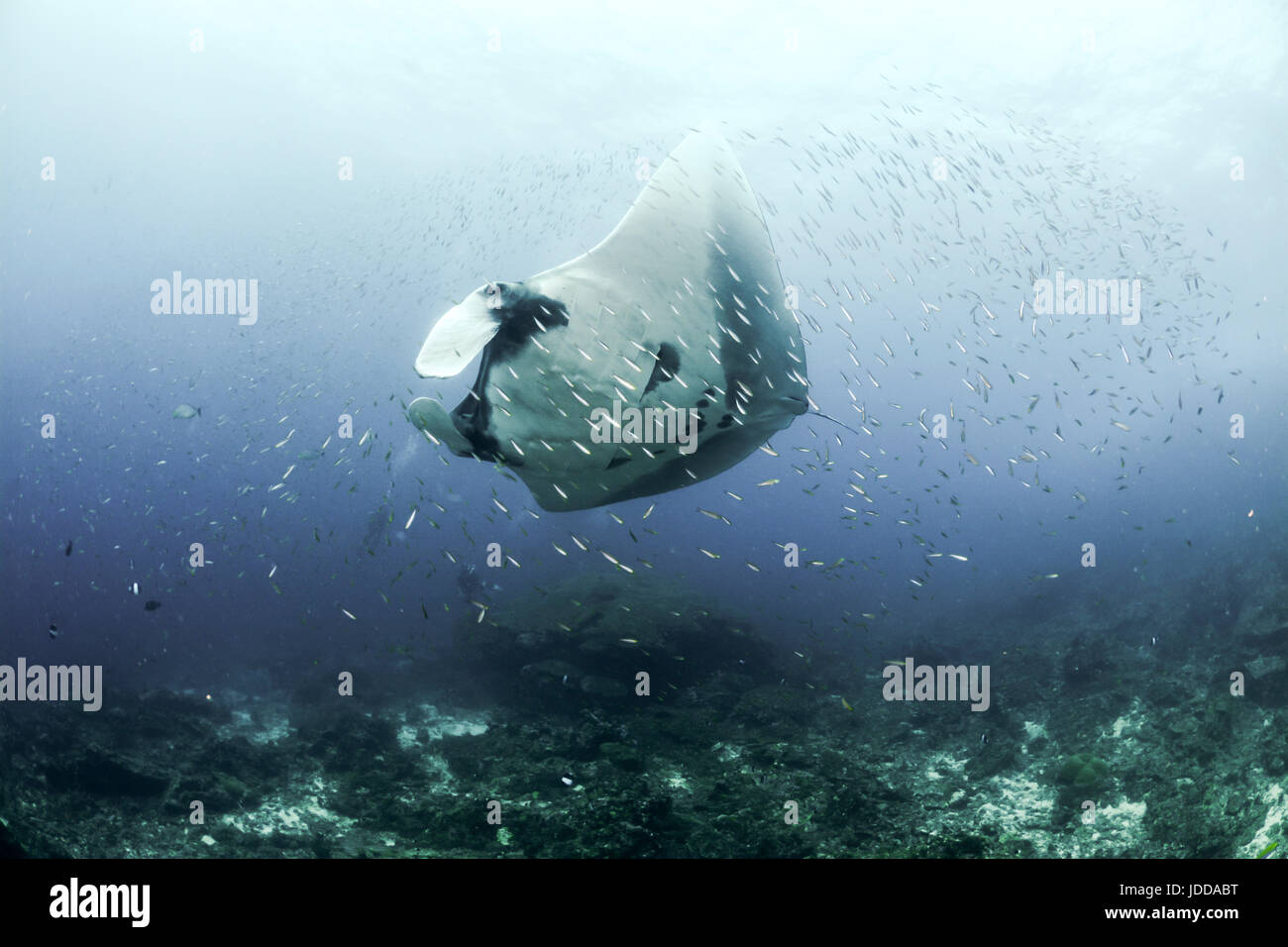 Giant manta ray hi-res stock photography and images - Alamy