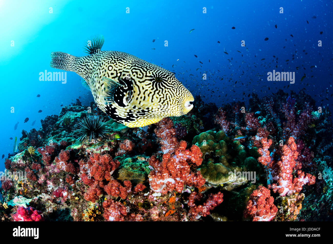 Yellow puffer fish hi-res stock photography and images - Alamy