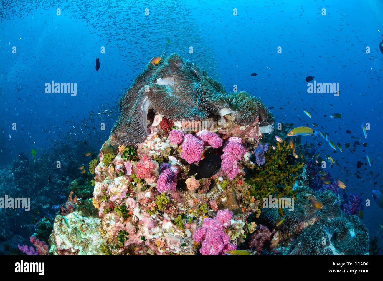 Scuba thailand hi-res stock photography and images - Alamy