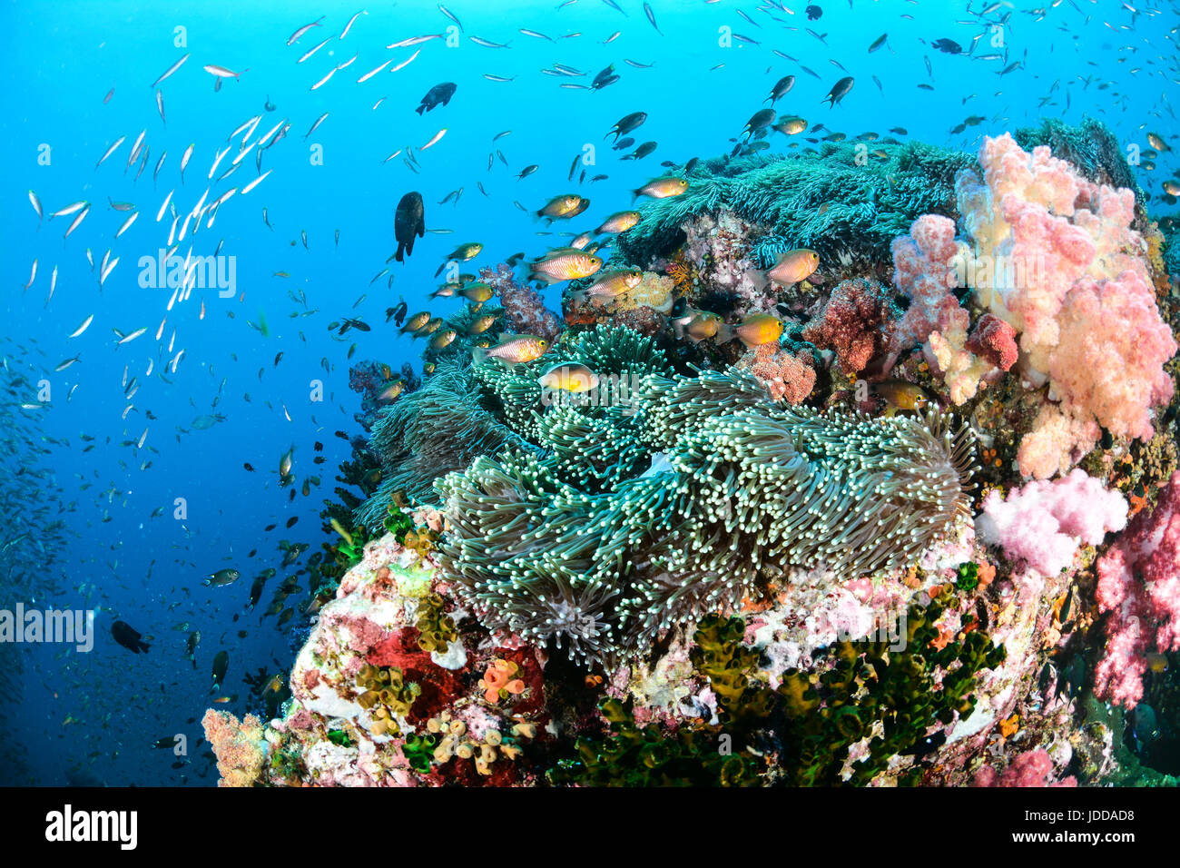 Colorful reef with lots of fishes in Thailand Andaman Sea Stock Photo ...