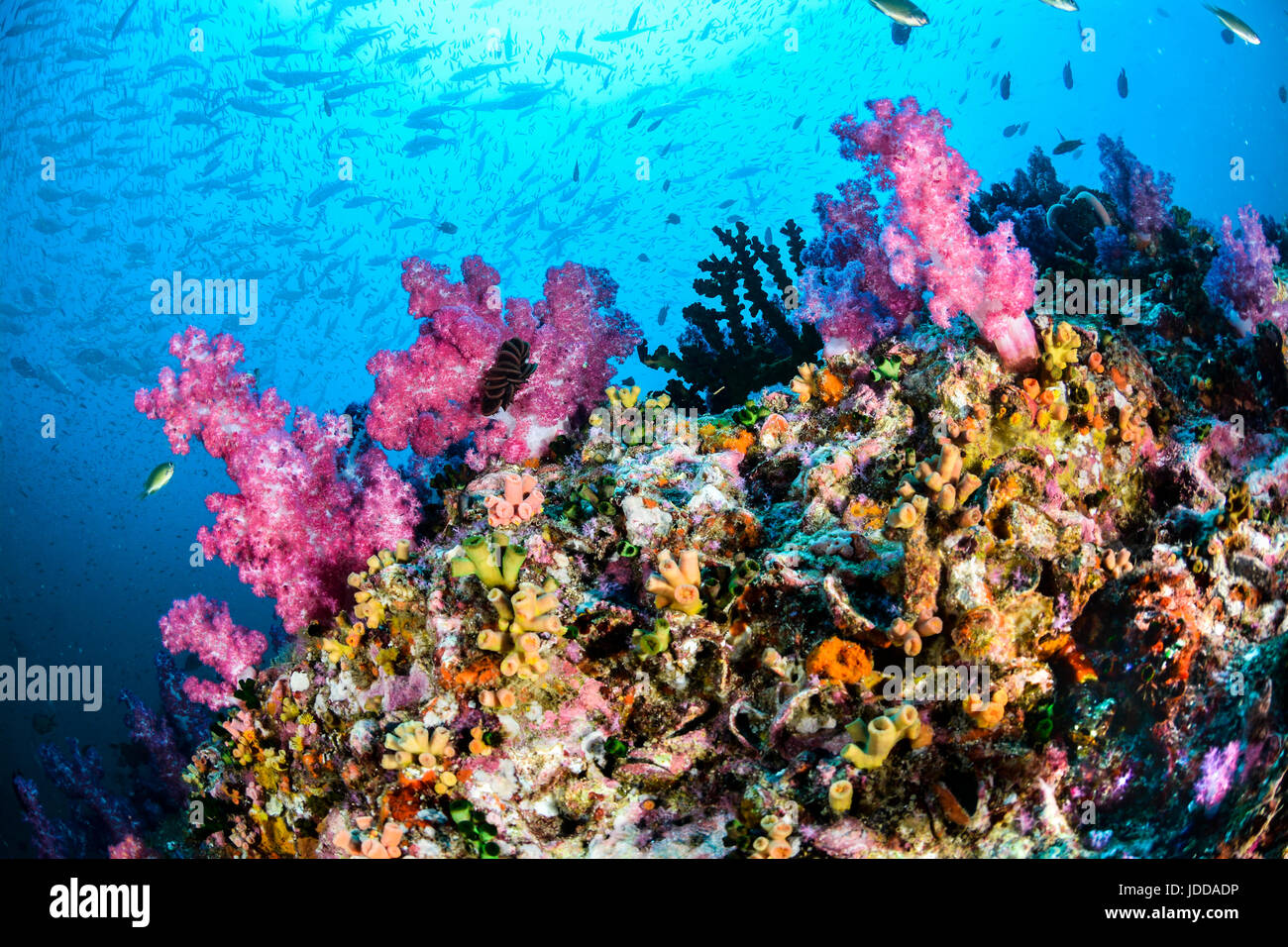 Liveaboard thailand hi-res stock photography and images - Alamy