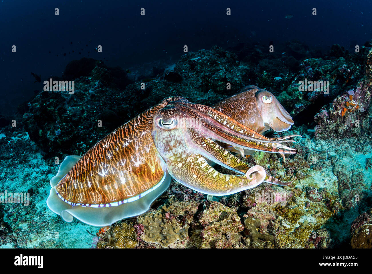 Couple of Cuttlefish mating Stock Photo - Alamy