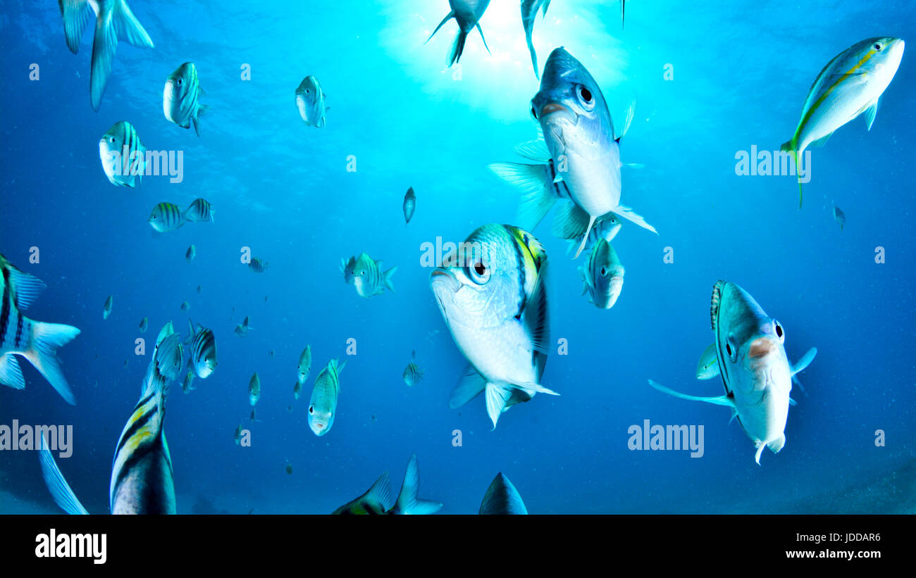 School of cute fish looking to the camera with sunlight in the back ...