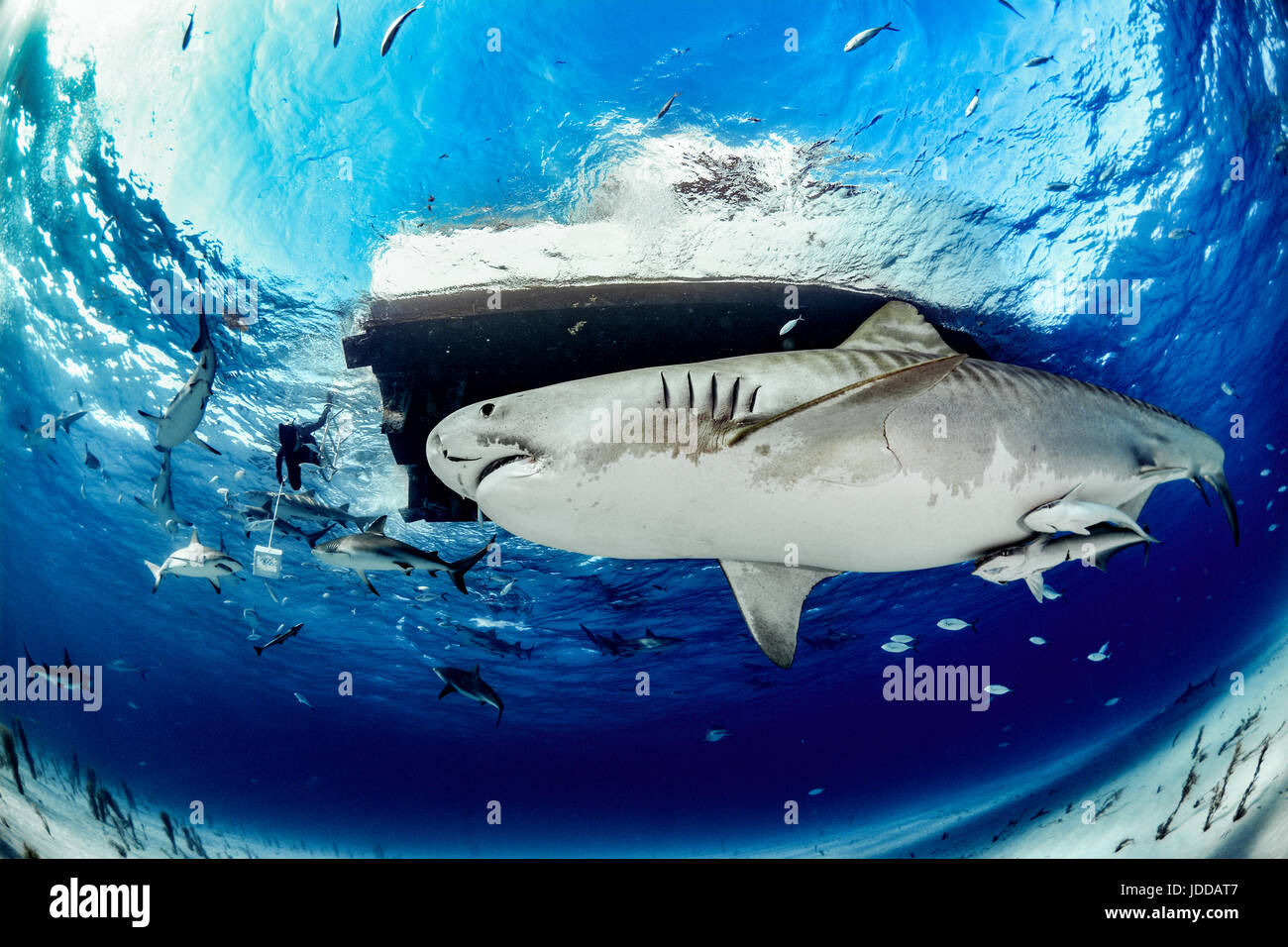 Shark fin water boat hi-res stock photography and images - Alamy