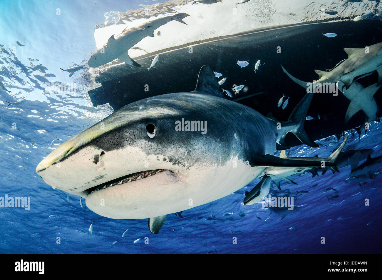 Tiger Shark looking to the camera with boat behind in Tiger Beach ...