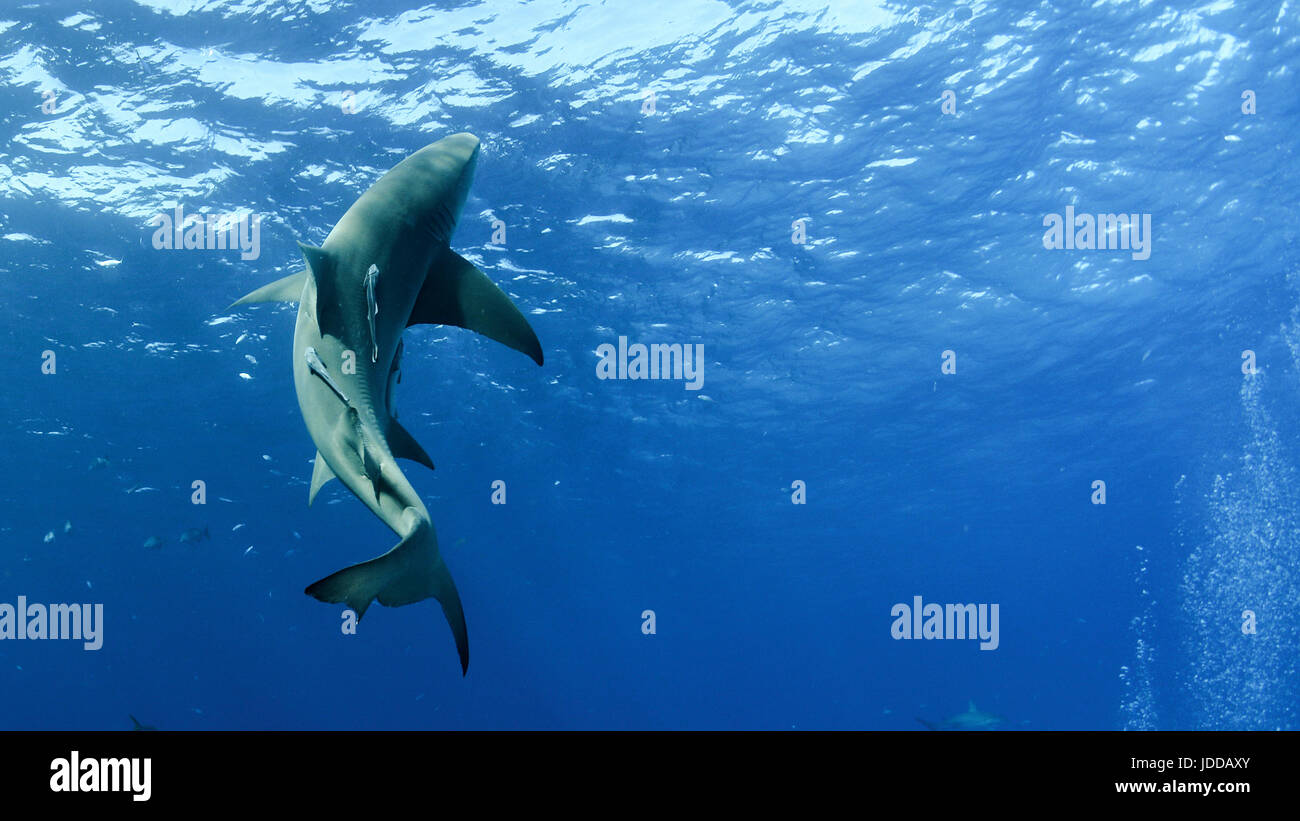 Shark underwater vertical hi-res stock photography and images - Alamy