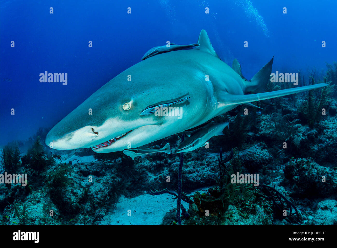 Lemon and reef sharks hi-res stock photography and images - Alamy