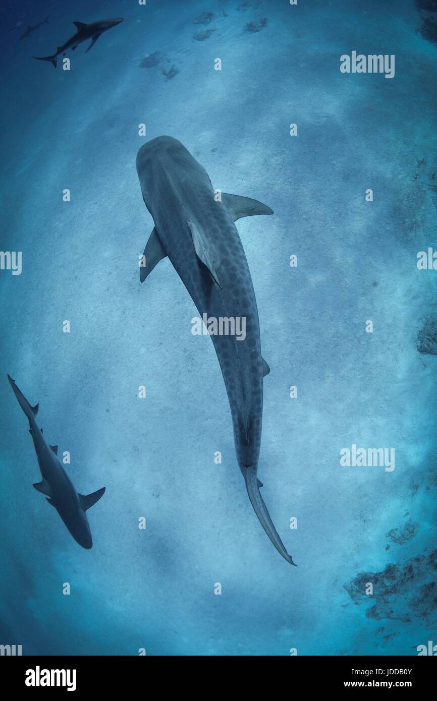 Shark fin above water hi-res stock photography and images - Alamy