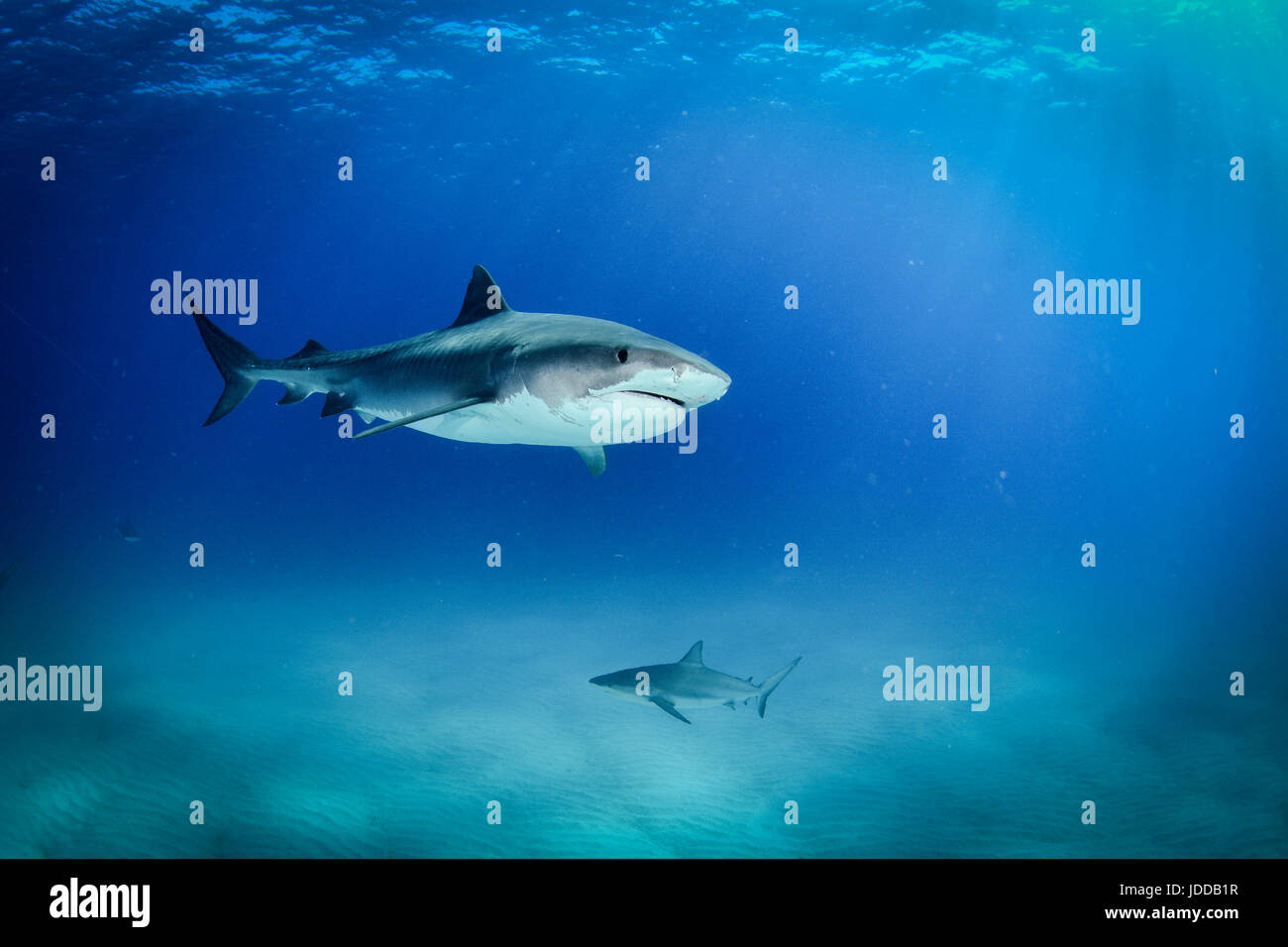 Tiger Shark in Tiger Beach, Bahamas Stock Photo - Alamy