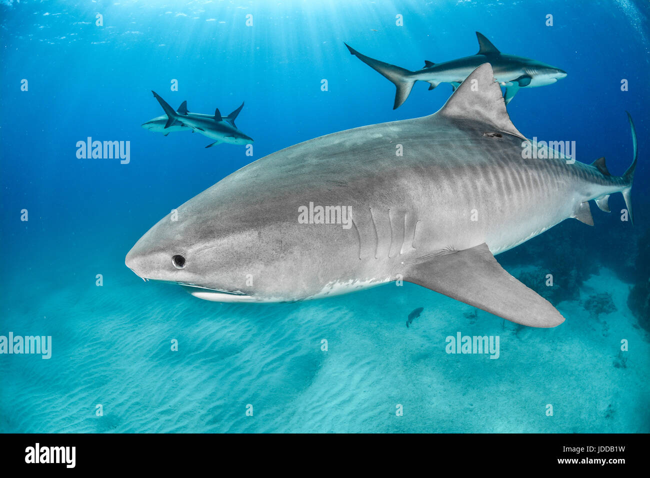 Tiger swimming underwater hi-res stock photography and images - Alamy