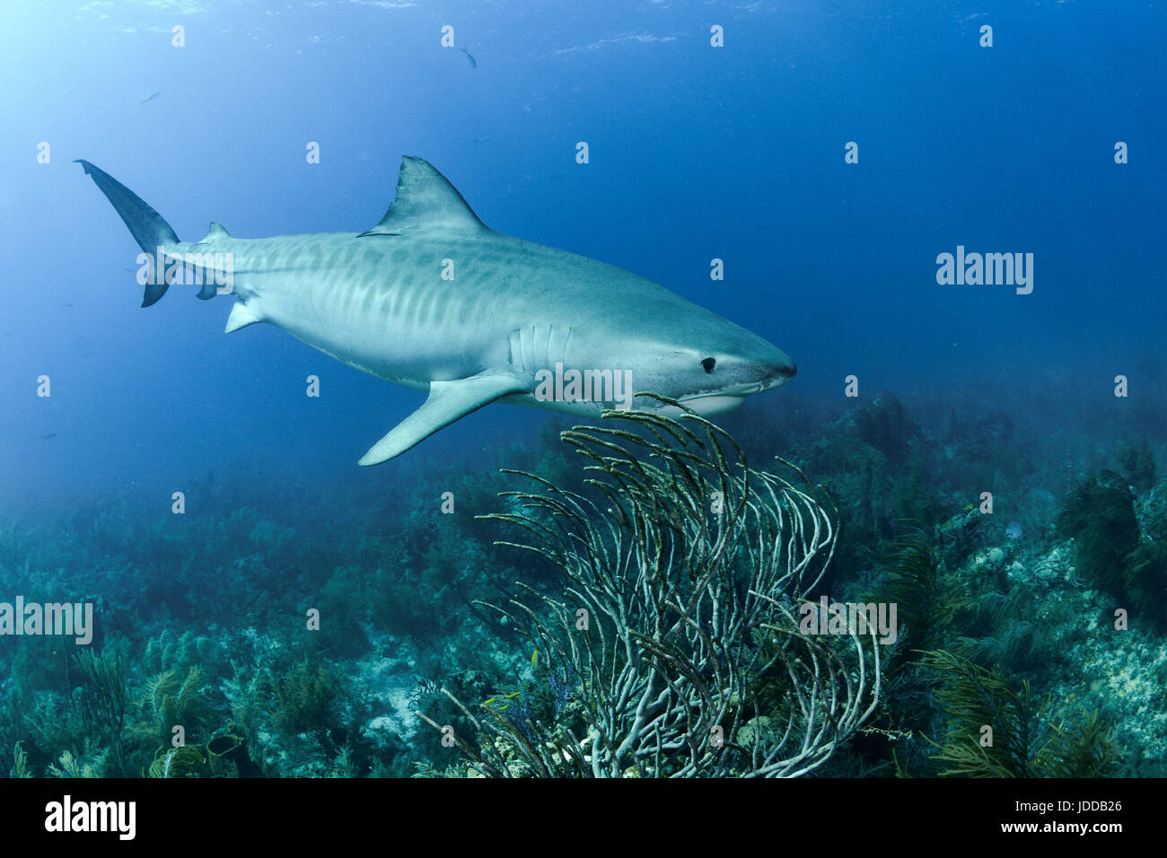 Tiger Shark in Tiger Beach, Bahamas Stock Photo - Alamy