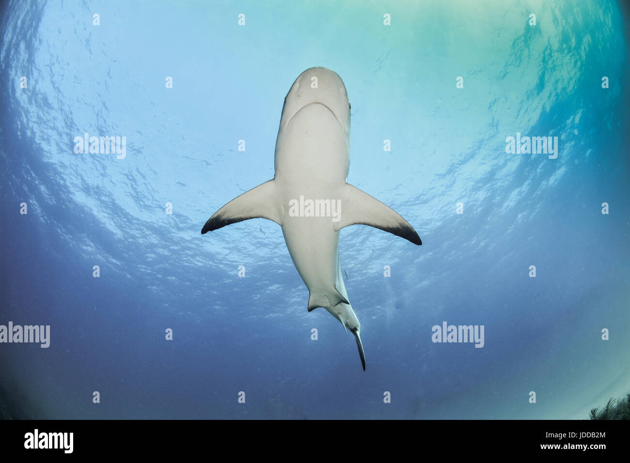 Shark fin above water hi-res stock photography and images - Alamy