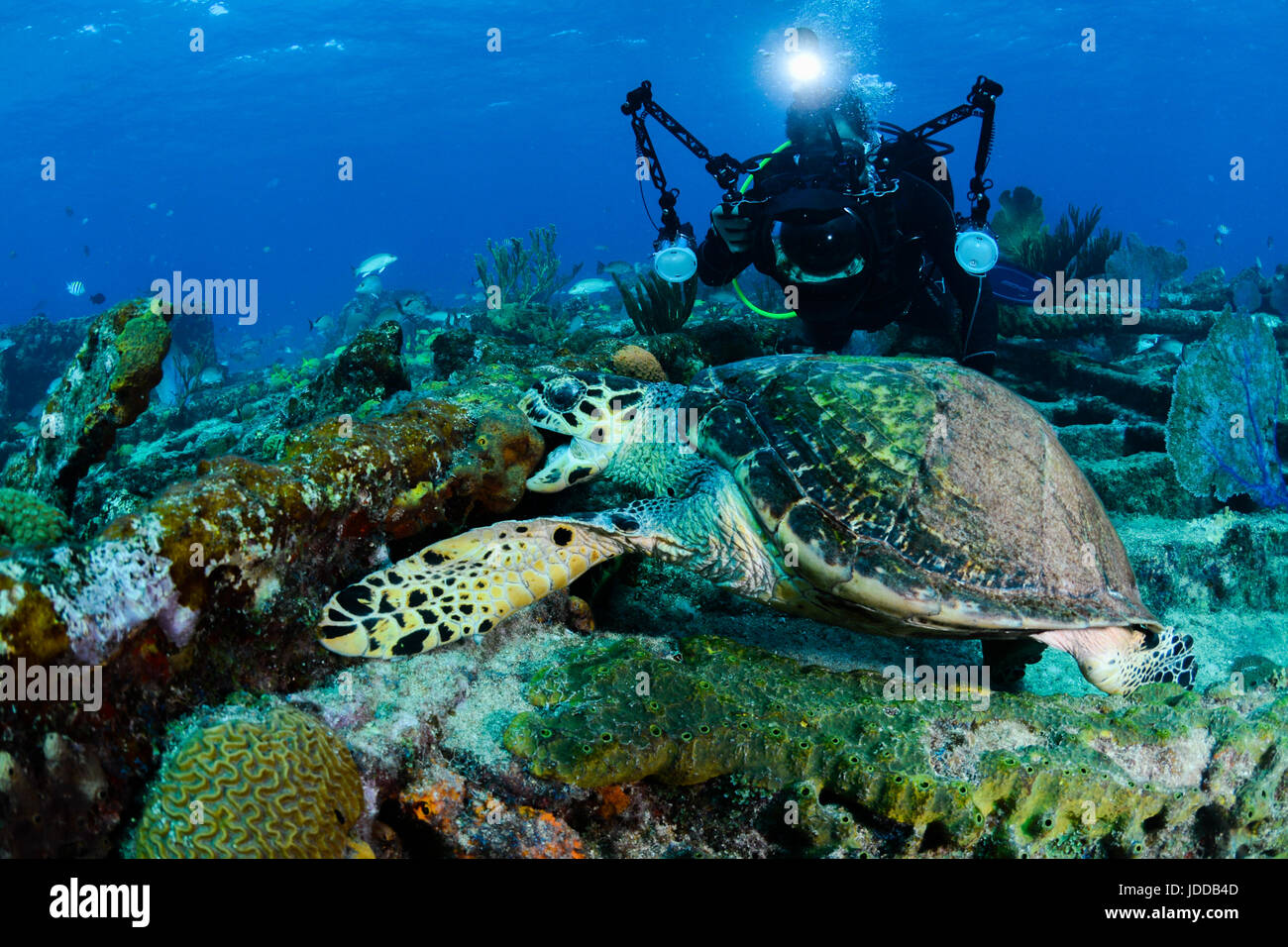 Underwater photographer shooting a marine turtle Stock Photo - Alamy