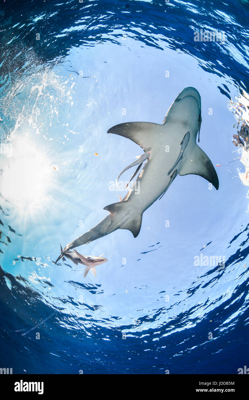 Baby Lemon Sharks Under Belly 449 Lemon Shark Stock Photos, High Res