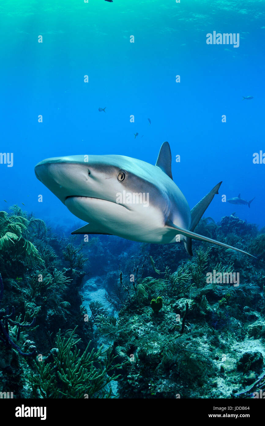 Reef shark hi-res stock photography and images - Alamy
