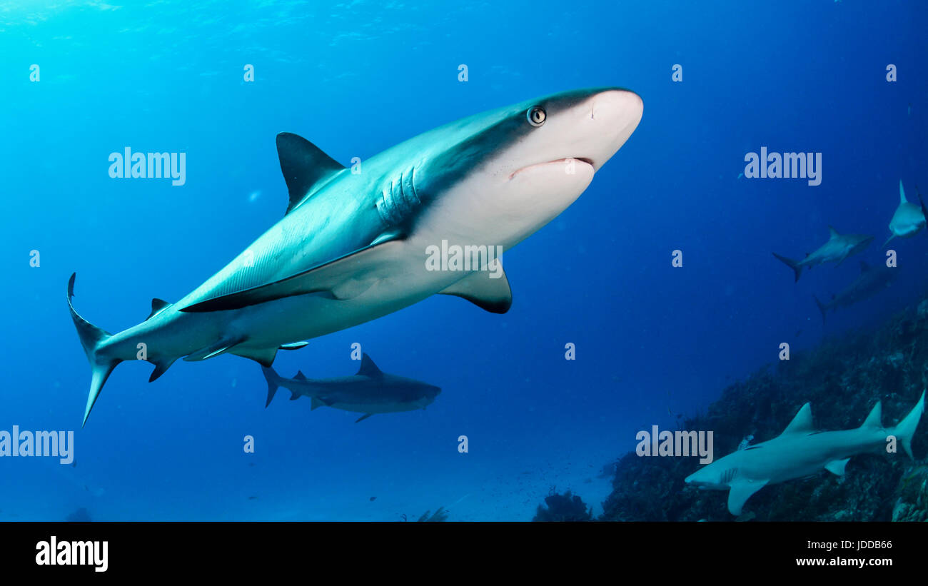 Reef shark in the Bahamas looking to the camera Stock Photo - Alamy