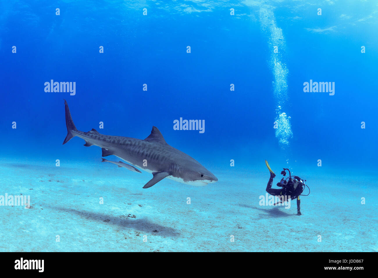 Big shark diver hi-res stock photography and images - Alamy