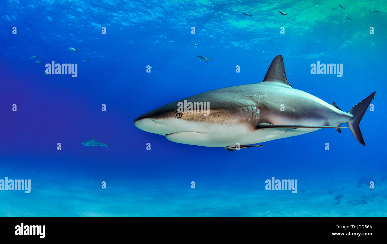 Reef shark in the Bahamas looking to the camera Stock Photo - Alamy